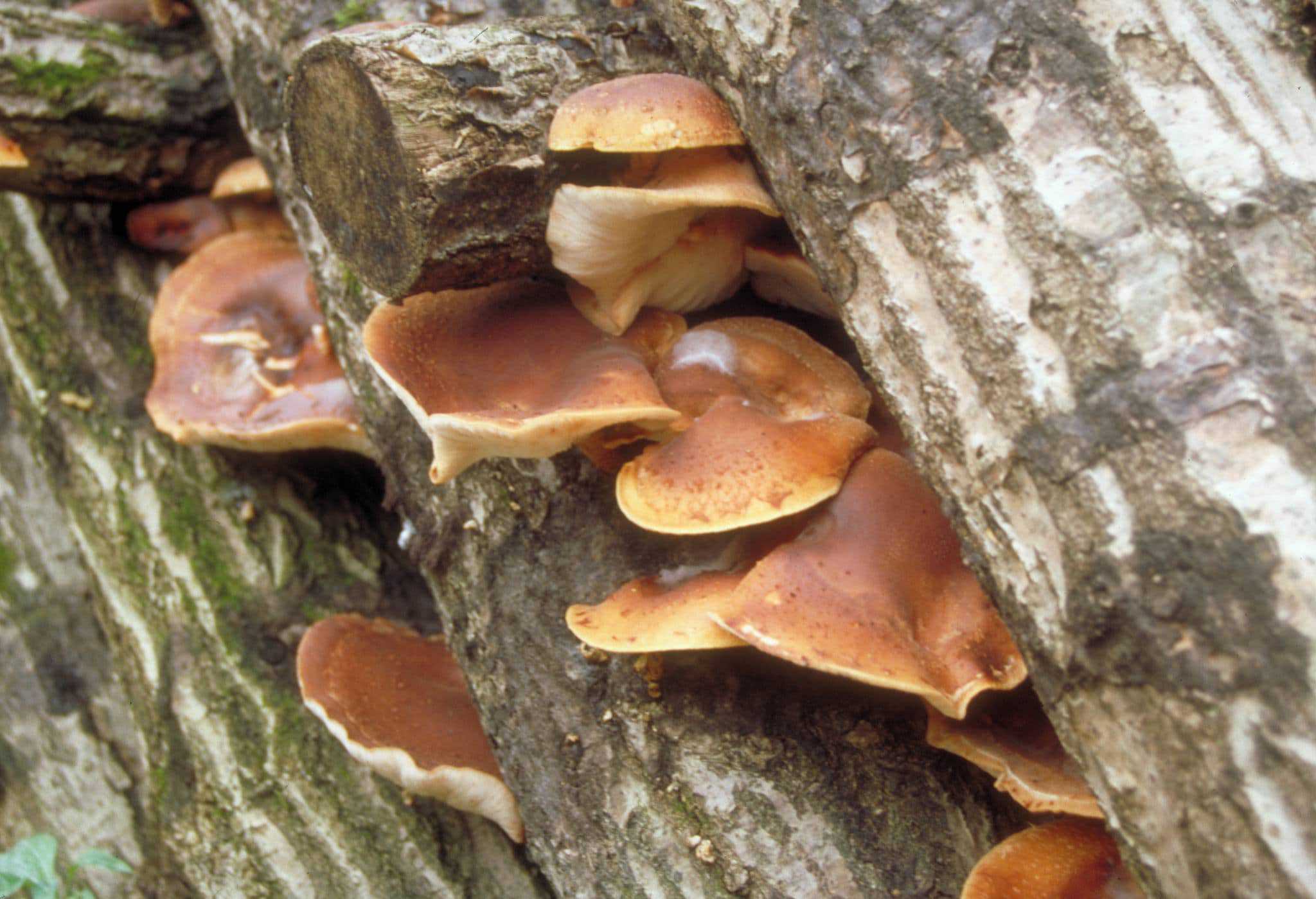 Commodity Focus: Pairing Forest Farming Alternative Crops with Timber ...