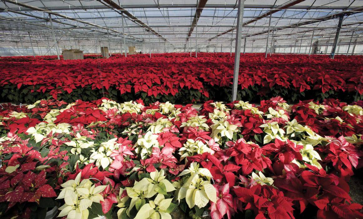Poinsettia Plant History - Agricultural Land Loan | AgAmerica