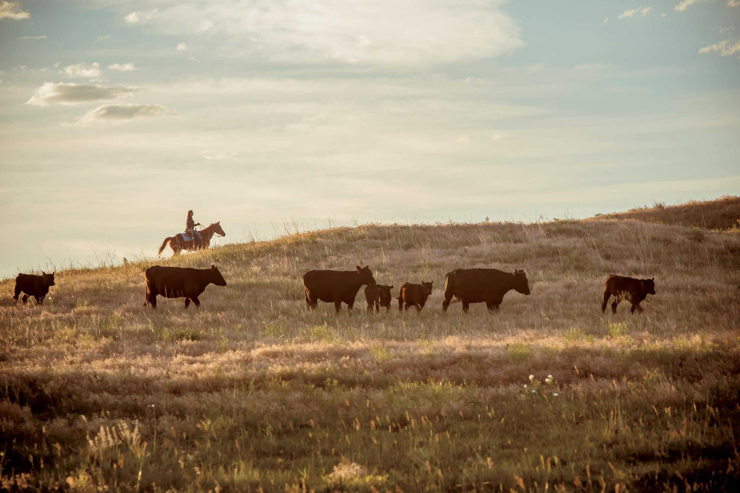 Ranch Loans: 3 Tips for Buying a Ranch Farm | AgAmerica