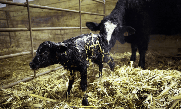 Financing a Cow-Calf Operation in the U.S. | AgAmerica