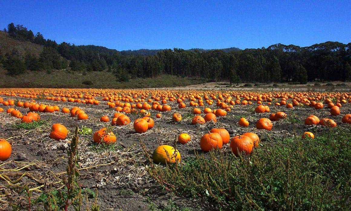 What's Harvested in Tennessee During the Fall | AgAmerica