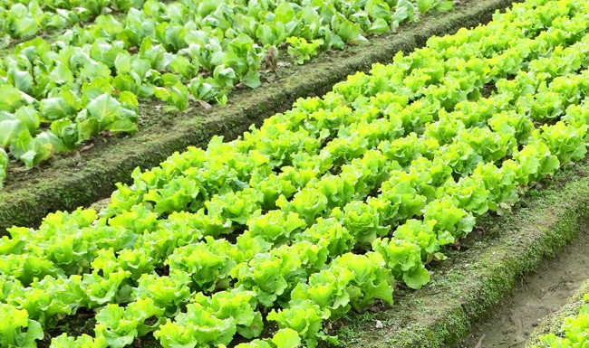 Florida Farmer Transitions Land with Customized Loan | AgAmerica