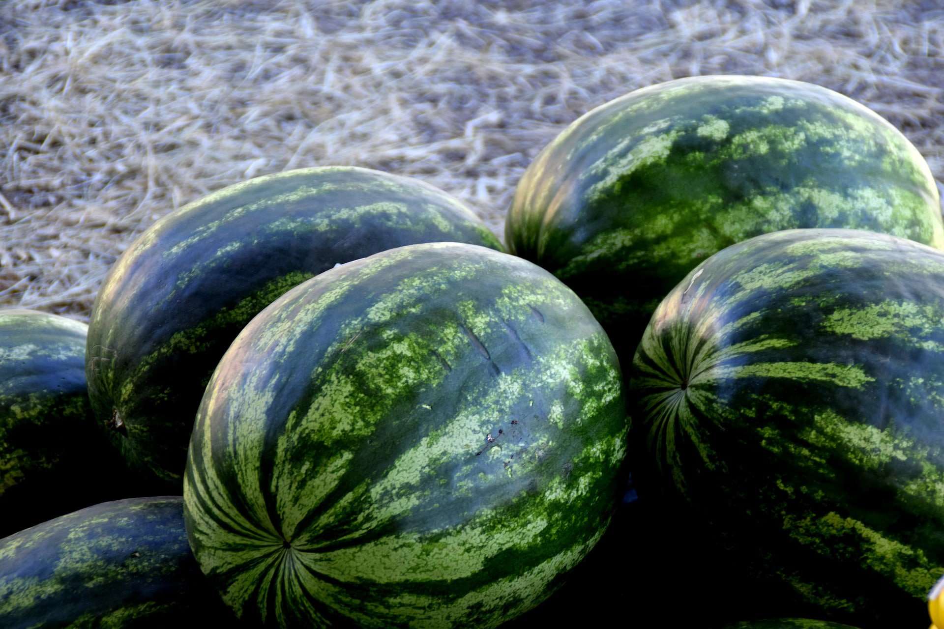 Where to Start Your Farm with a Melon Farm Loan | AgAmerica