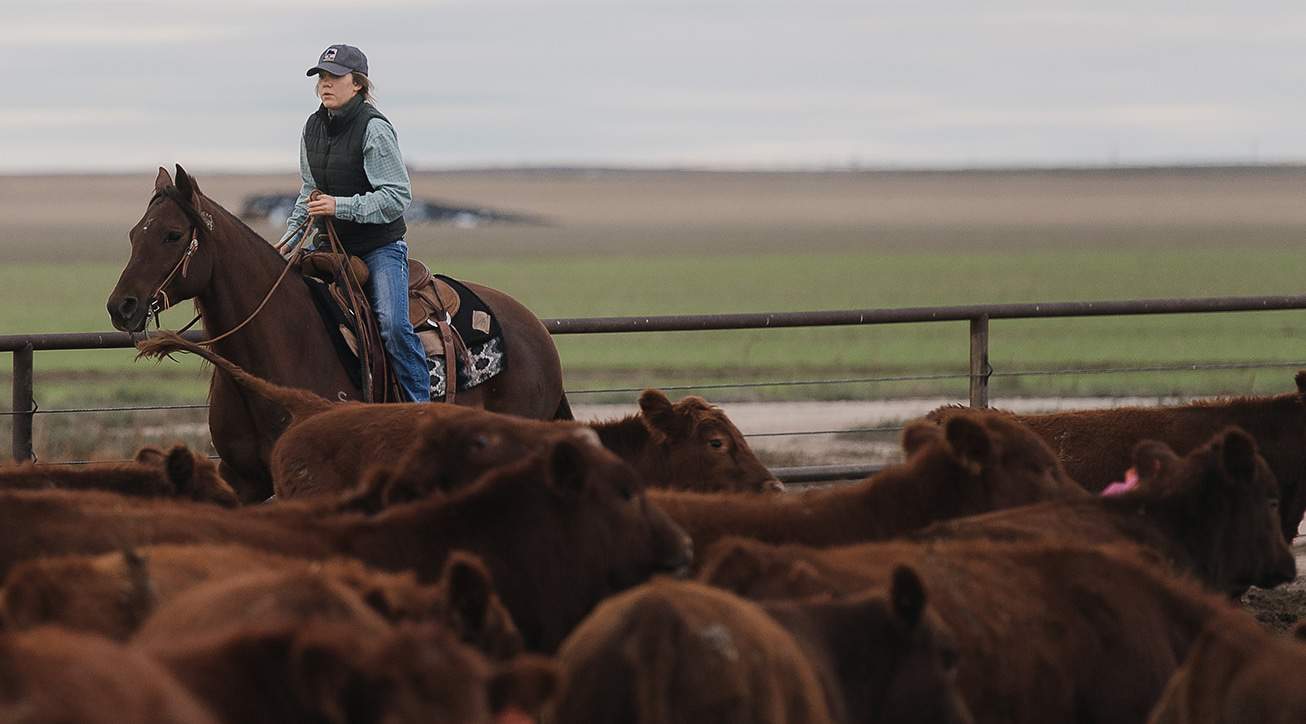 California Cattle Rancher Expands Operation | AgAmerica
