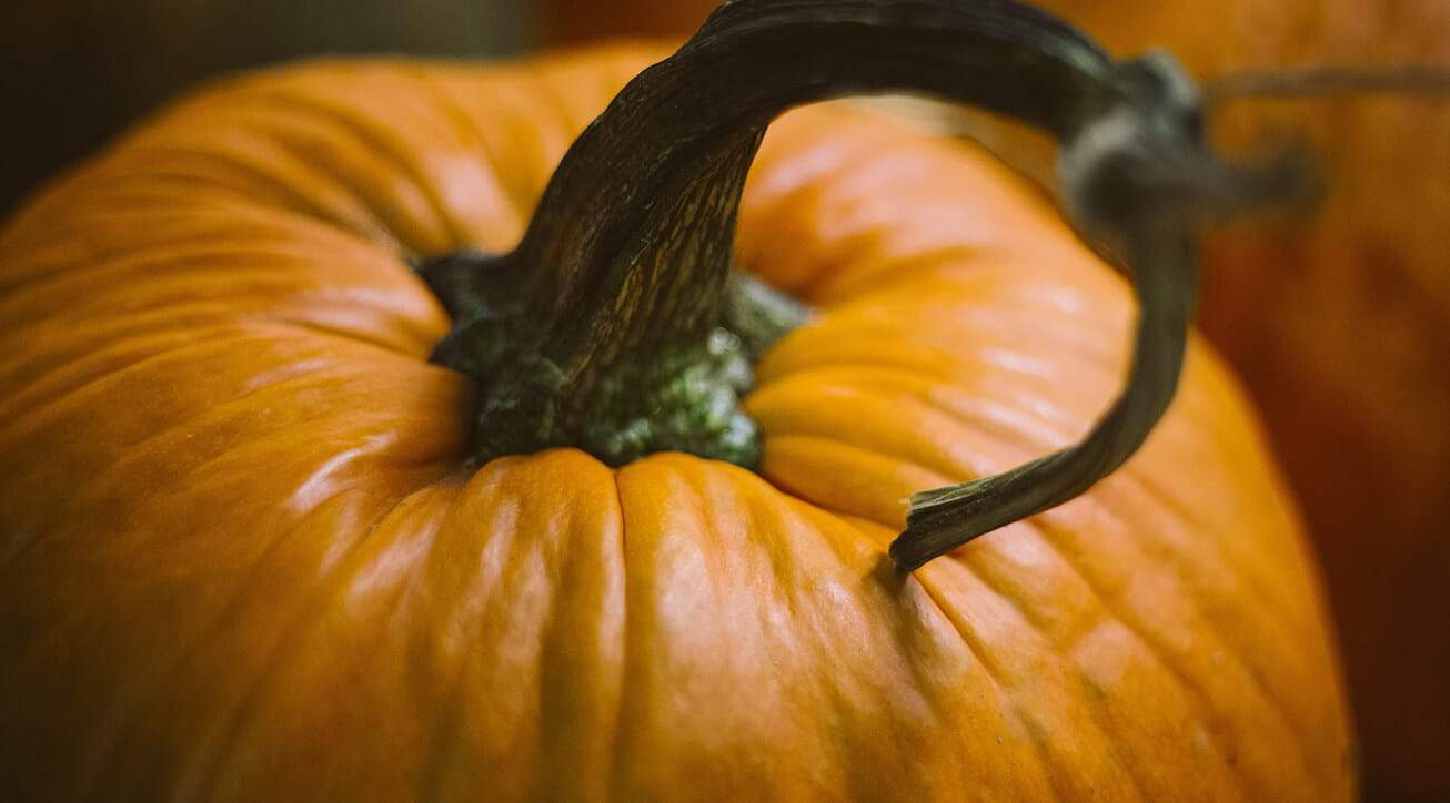 Crop Diversification with Pumpkin Farming | AgAmerica