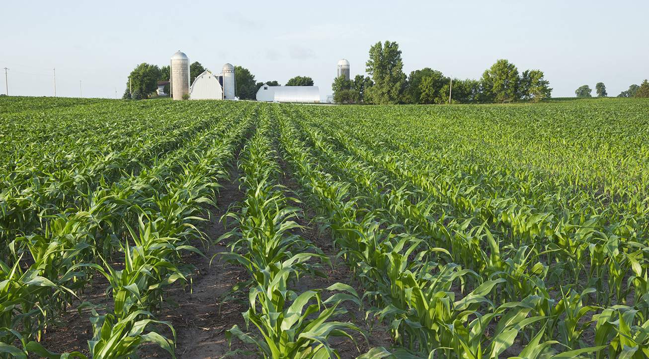 Overcome Hardships with Row Crop Refinance | AgAmerica