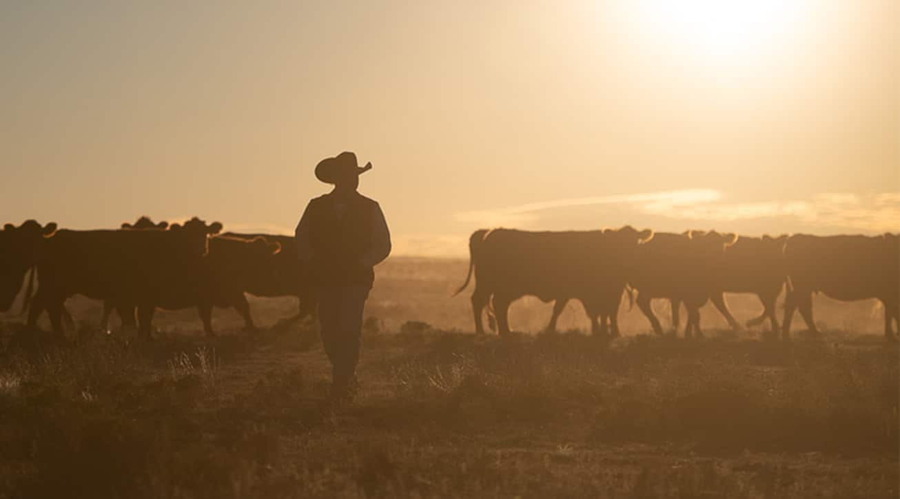 Texas Cattle Rancher Expands Operation with Loan | AgAmerica
