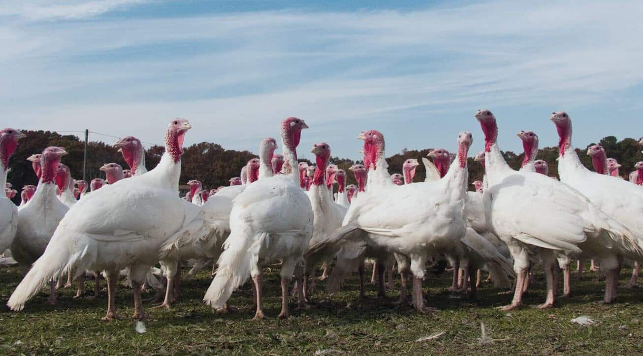 U.S. Turkey Market Trends and Updates in 2020 | AgAmerica