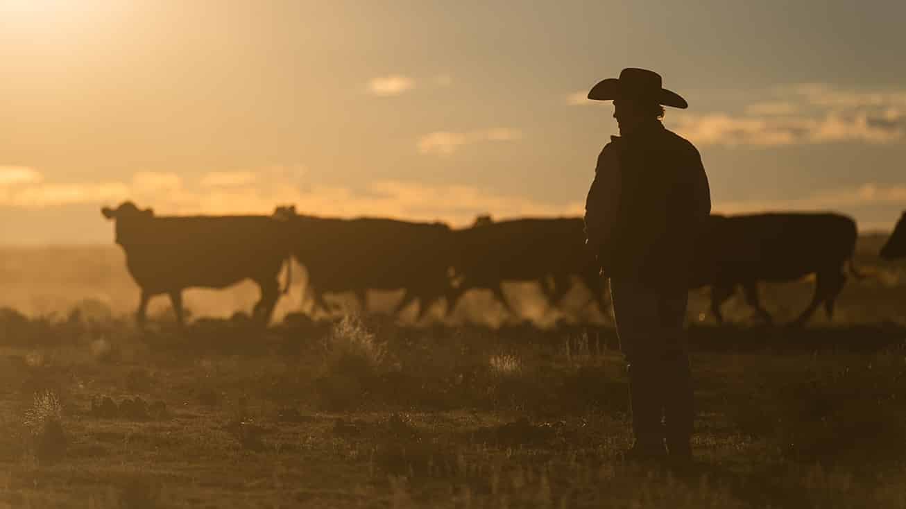 The Essential Role of the American Cattle Rancher | AgAmerica
