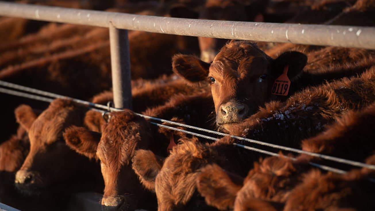 American Cattle Ranchers: Cattle Ranch Monopoly | AgAmerica