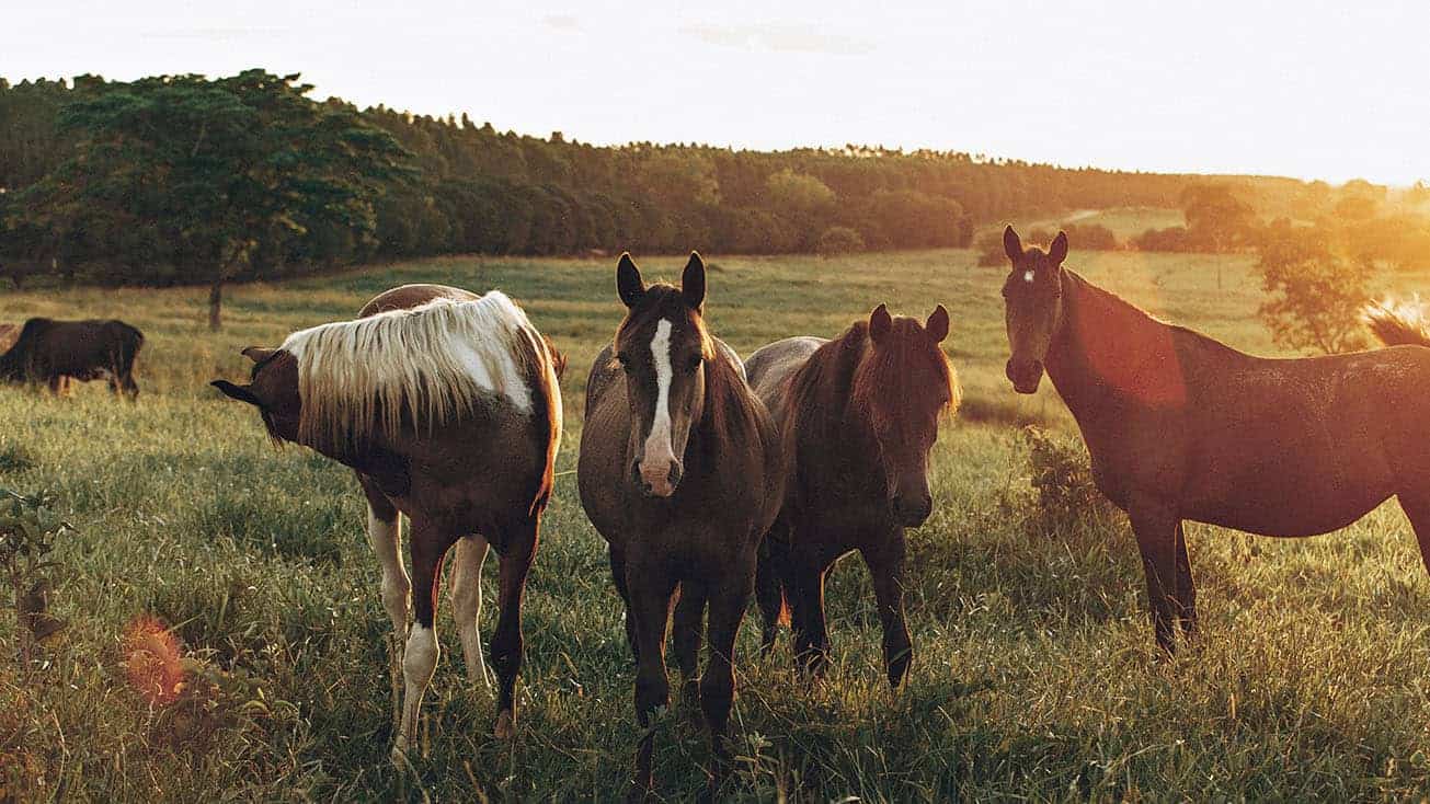 Ohio Rancher Buys Horse Farm | AgAmerica