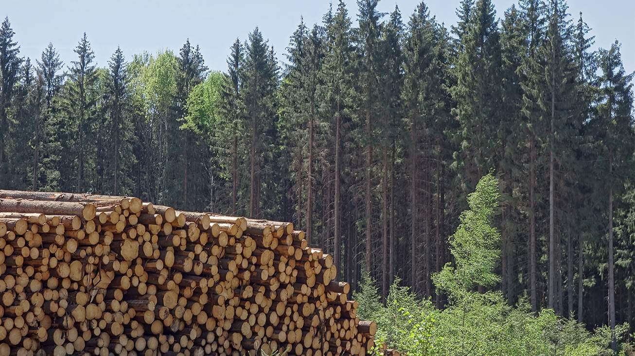 American Timber Farms & Timber Industry | AgAmerica