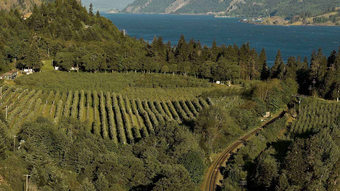 Apple Growers Save Family Land with $3MM RLOC | AgAmerica