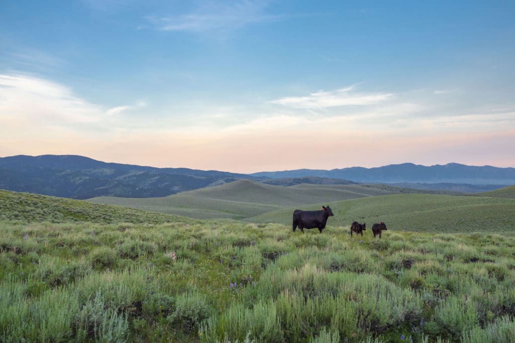 Agricultural Land Lenders FAQS | AgAmerica