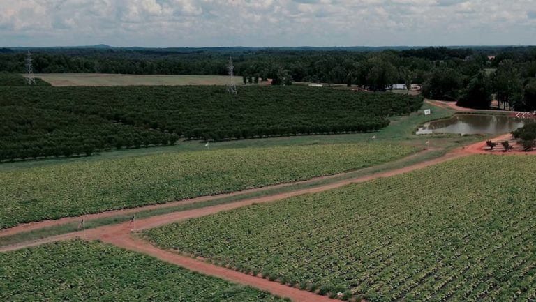 Six Tips for Women in Agribusiness | AgAmerica