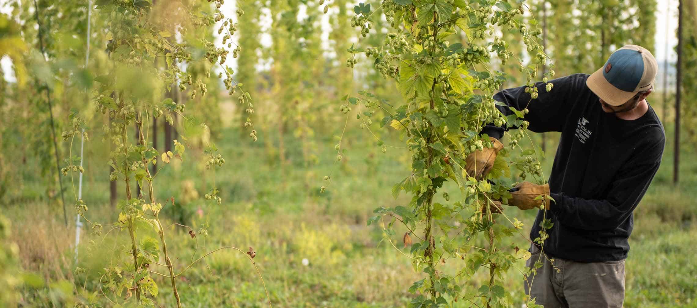 2023 Economic Outlook for U.S. Agriculture Report | AgAmerica