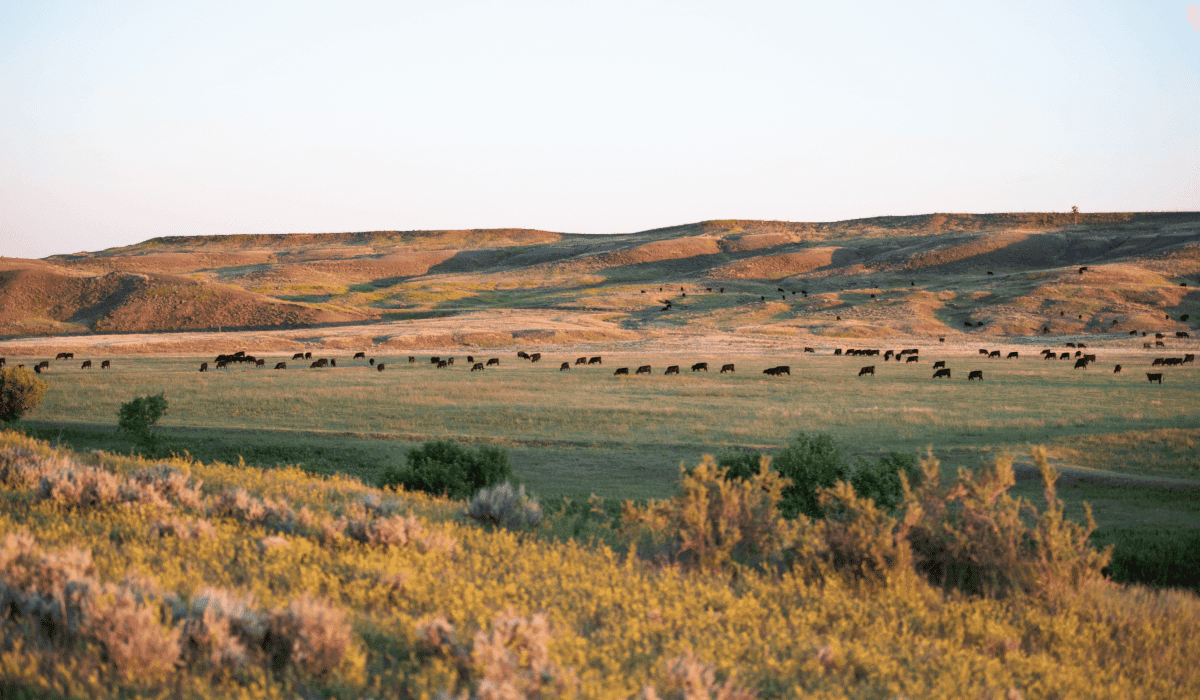 Refinance Farm Loan and Reduce Payments | AgAmerica