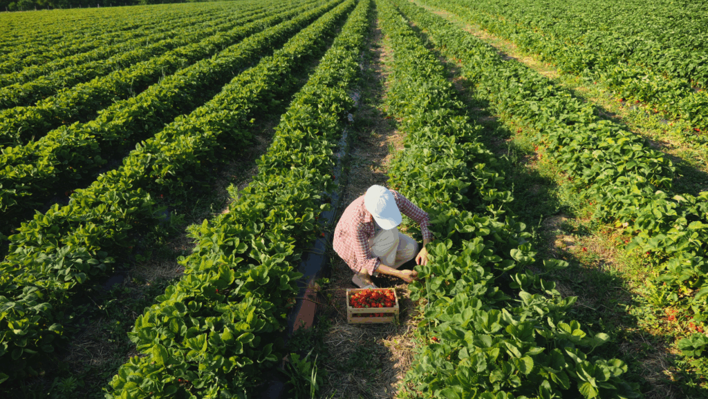 Client Resources: Financing Agricultural Land | AgAmerica